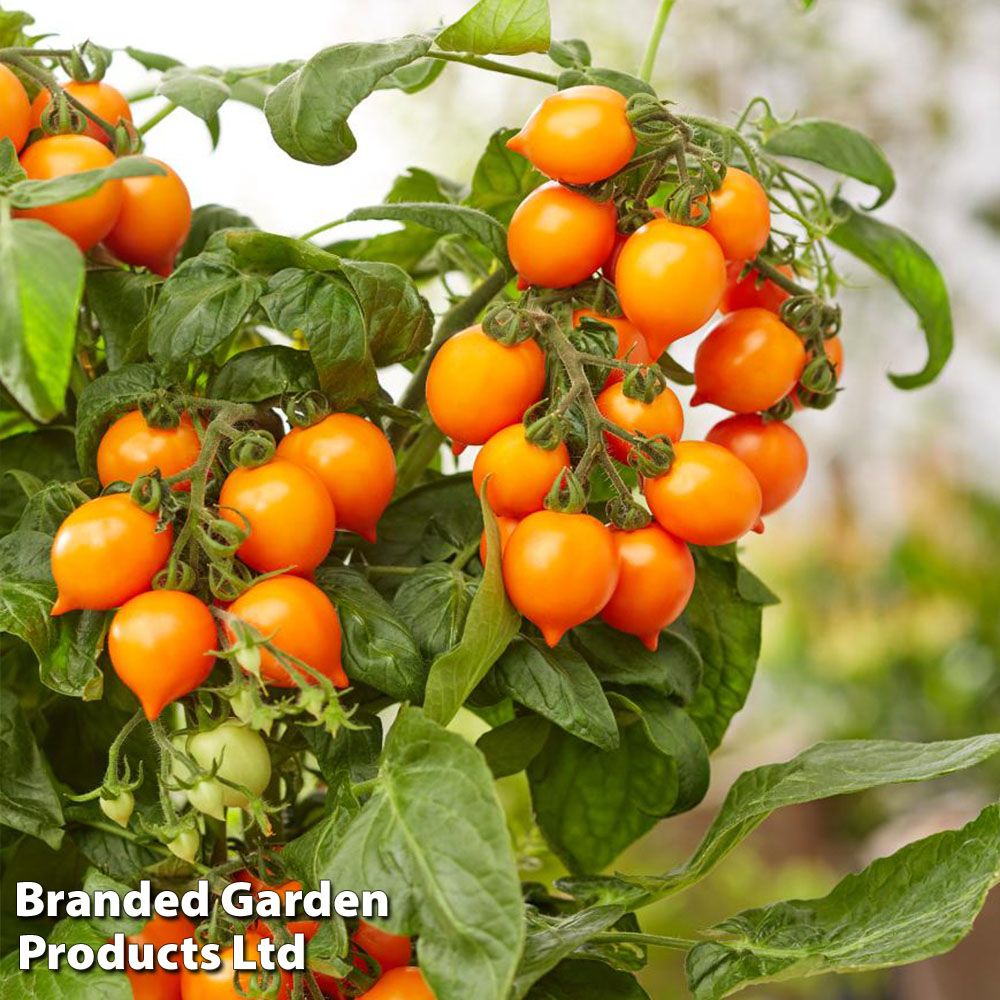 Tomato 'Dora Orange' | Dobies