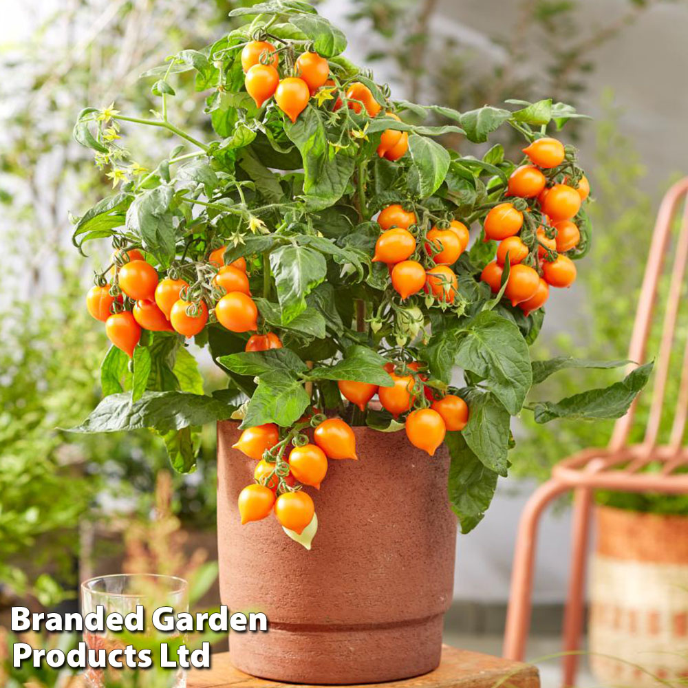 Tomato 'Dora Orange' | Dobies