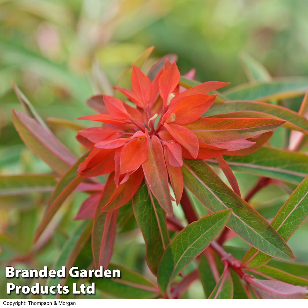 Euphorbia griffithii 'Fireglow' | Dobies