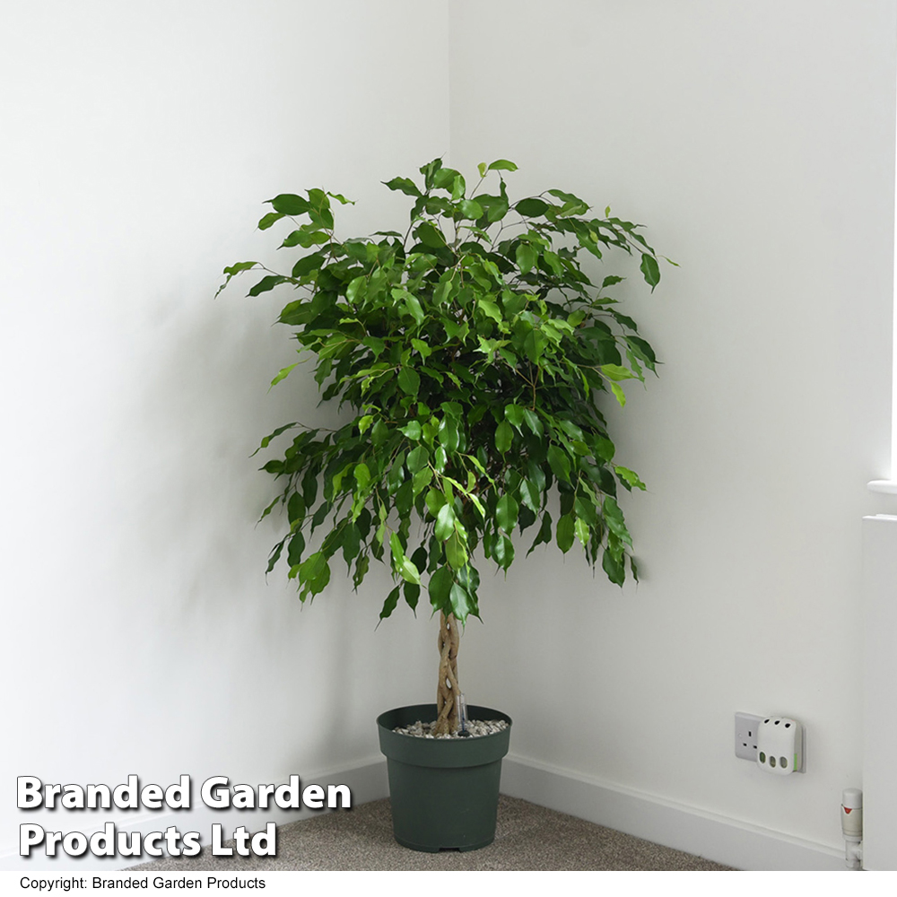 Ficus benjamina 'Exotica' | Dobies