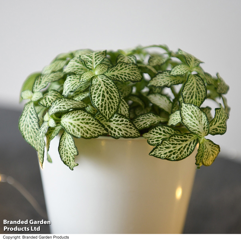 Fittonia 'White Tiger' - Gift | Dobies