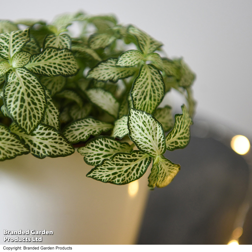 Fittonia 'White Tiger' - Gift | Dobies