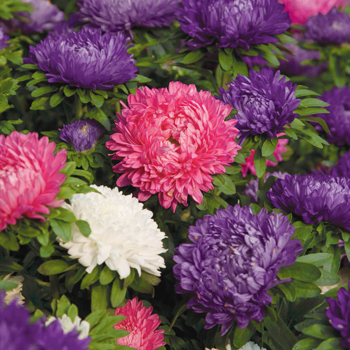 Aster 'Starlight Mixed' | Dobies