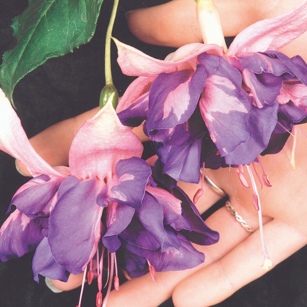 Fuchsia Plants - Giant Double-flowered Trailing Collection | Dobies