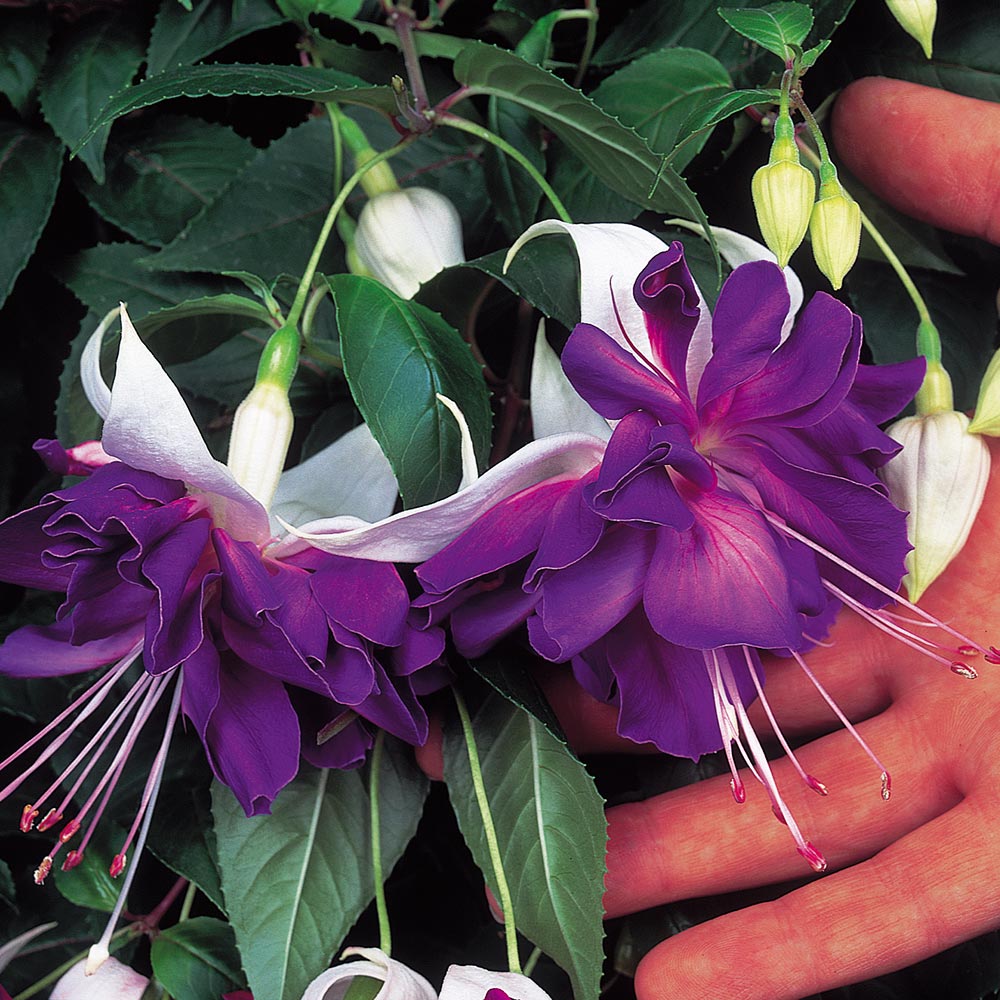Fuchsia Plants - Giant Flowered Collection | Dobies