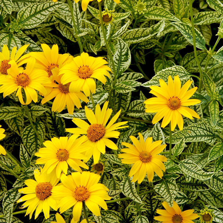 Heliopsis Potted Plant - Sunburst | Dobies