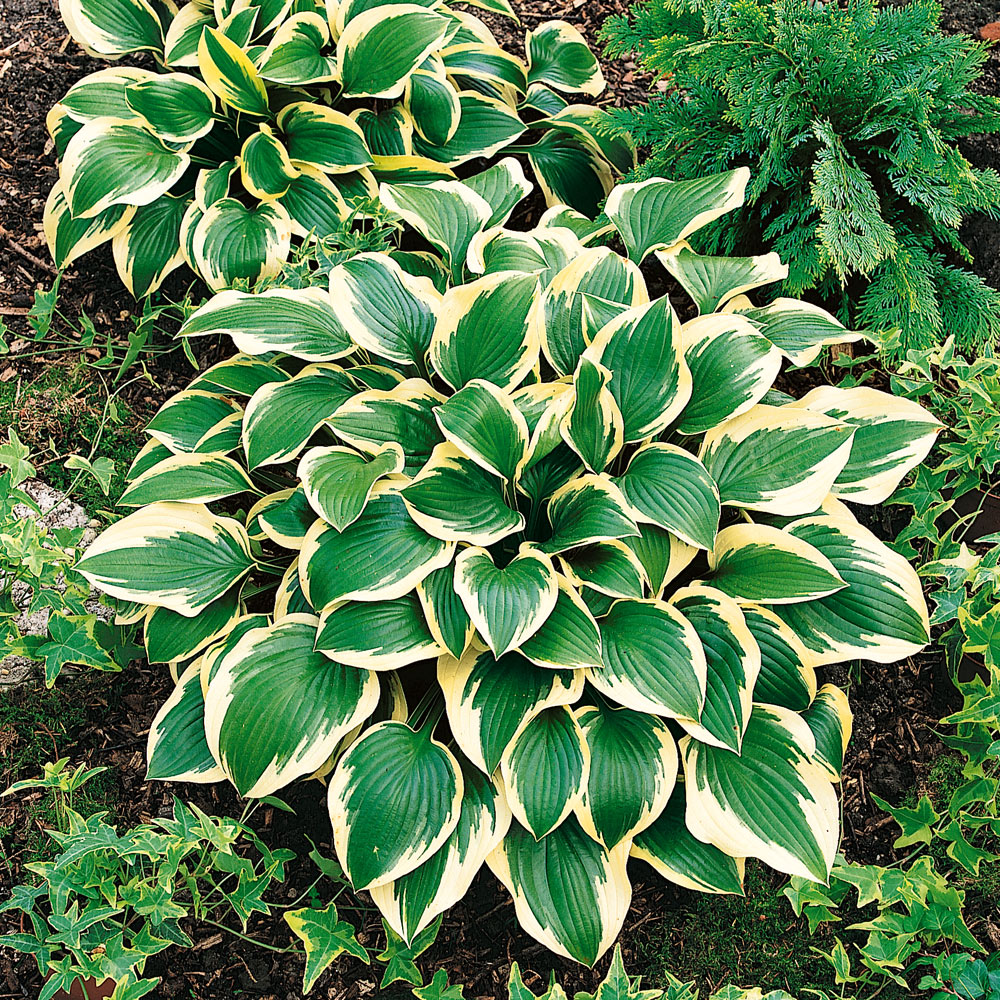 Hosta Queen Josephine Plant | Dobies