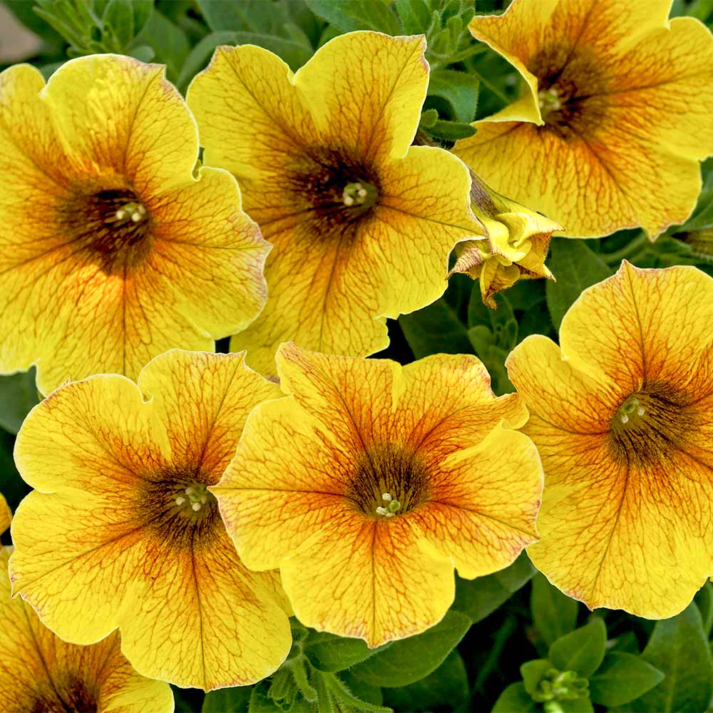 Super Petunia (Beautical) Plants - Caramel Yellow | Dobies