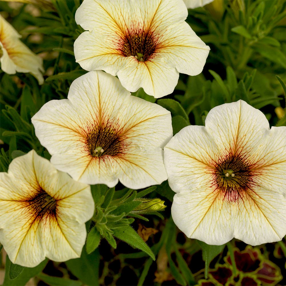 Super Petunia (Beautical) Plants - French Vanilla | Dobies