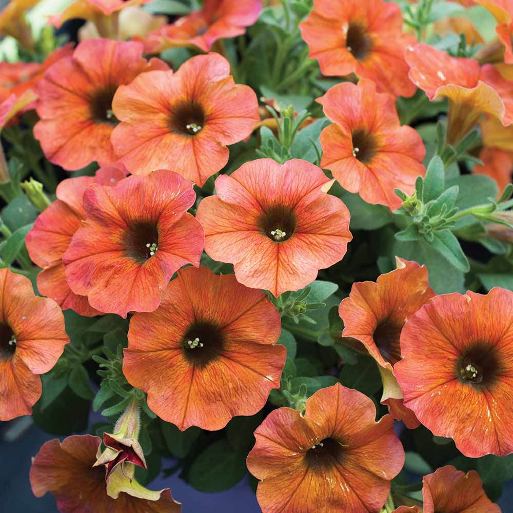 Super Petunia (Beautical) Plants - Cinnamon | Dobies
