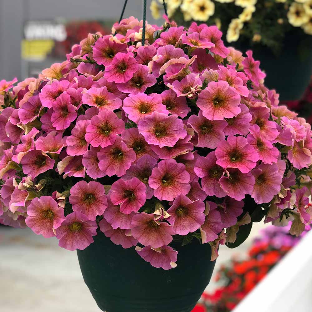 Super Petunia (Beautical) Plants - Sunray Pink | Dobies