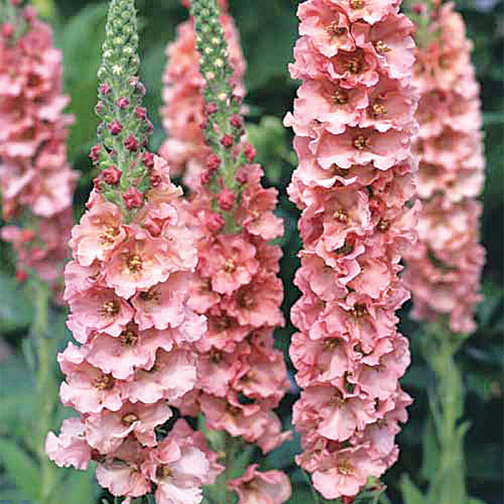 Verbascum Plant - Pink Petticoats | Dobies