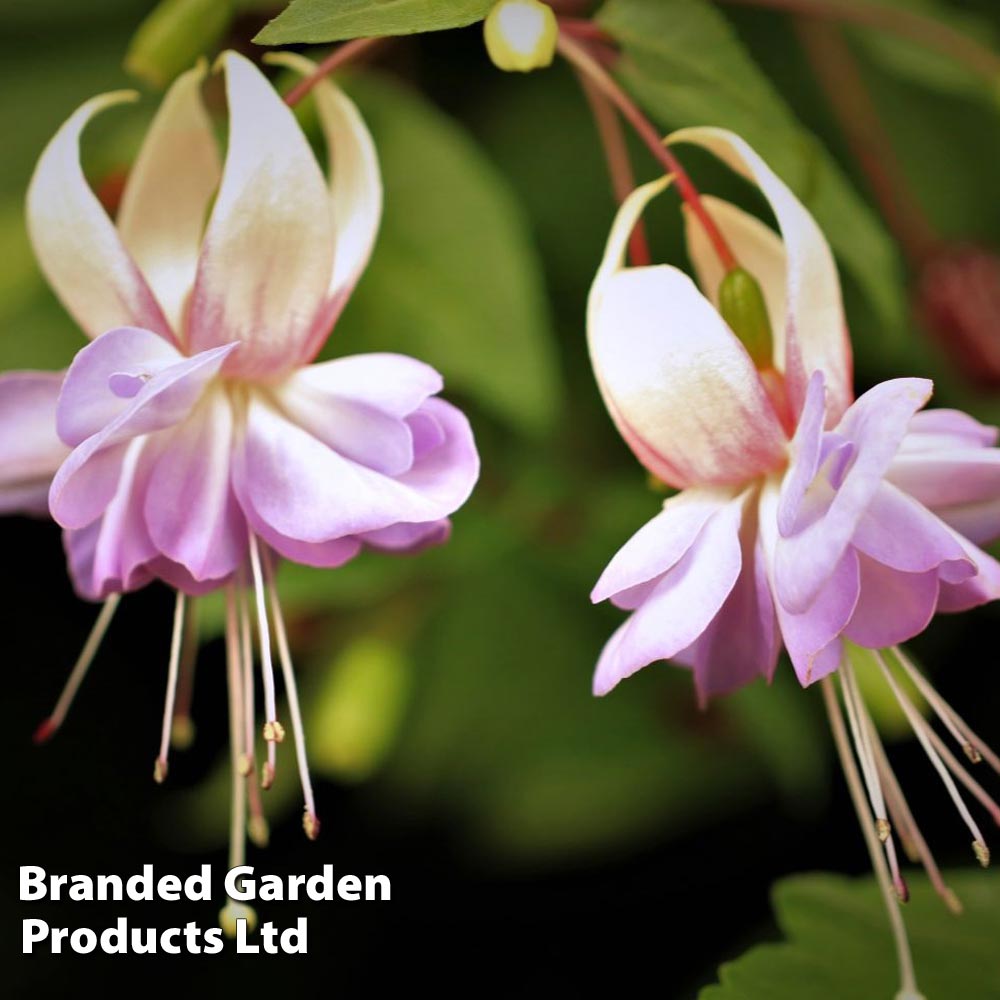 Fuchsia Giant Trailing Hollys Beauty | Dobies