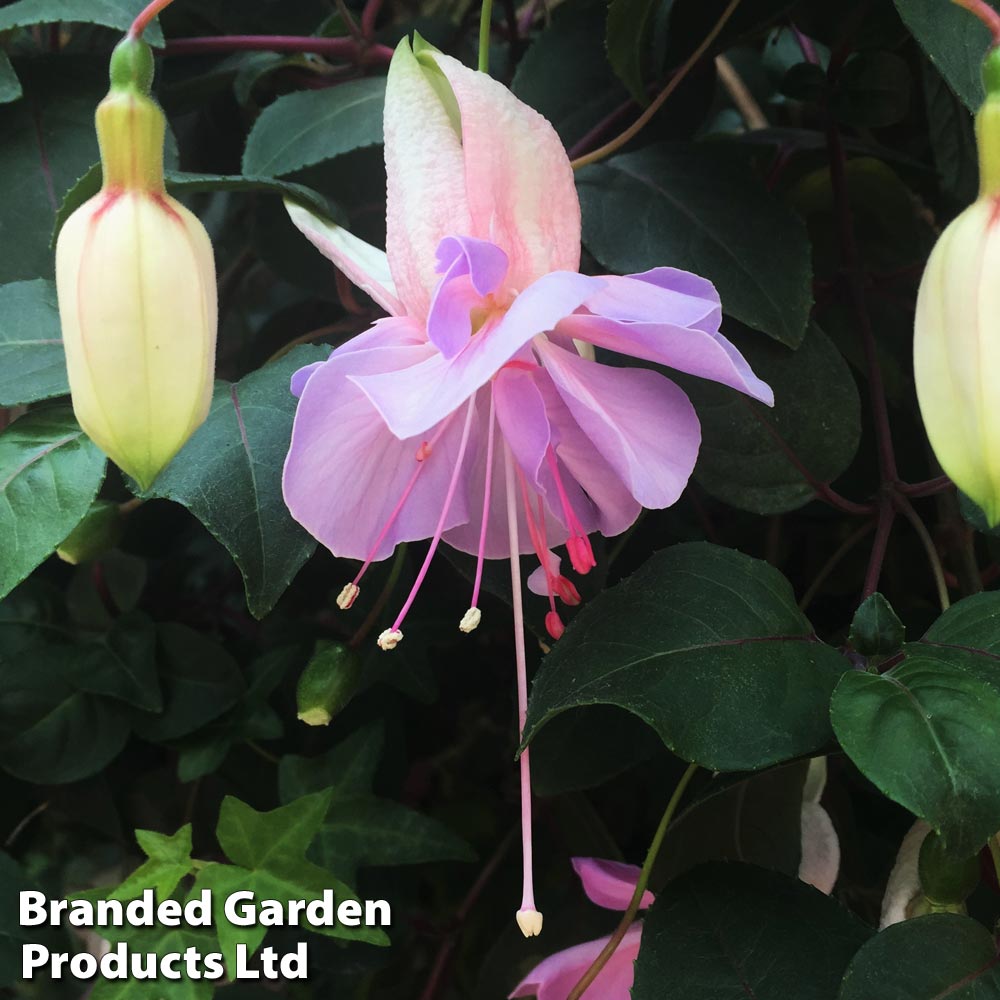 Fuchsia Giant Trailing Hollys Beauty | Dobies