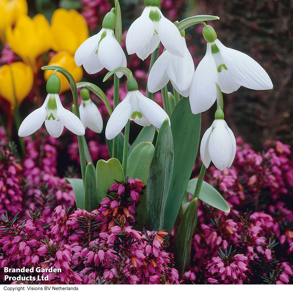 Single Snowdrops - Gift | Dobies