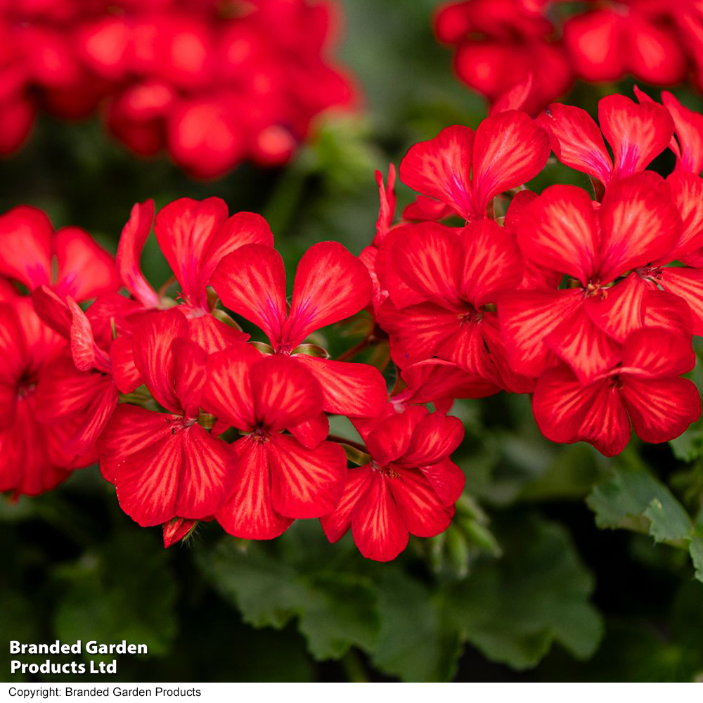 Geranium 'Glory Days Red Orange Bicolour' | Dobies