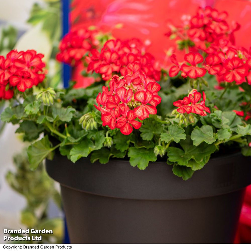 Geranium 'Glory Days Red Orange Bicolour' | Dobies
