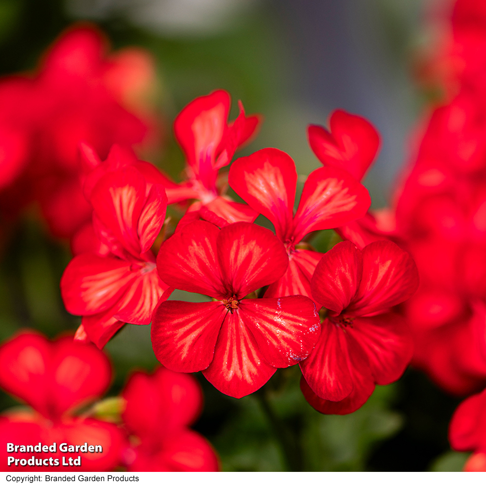 Geranium 'Glory Days Red Orange Bicolour' | Dobies