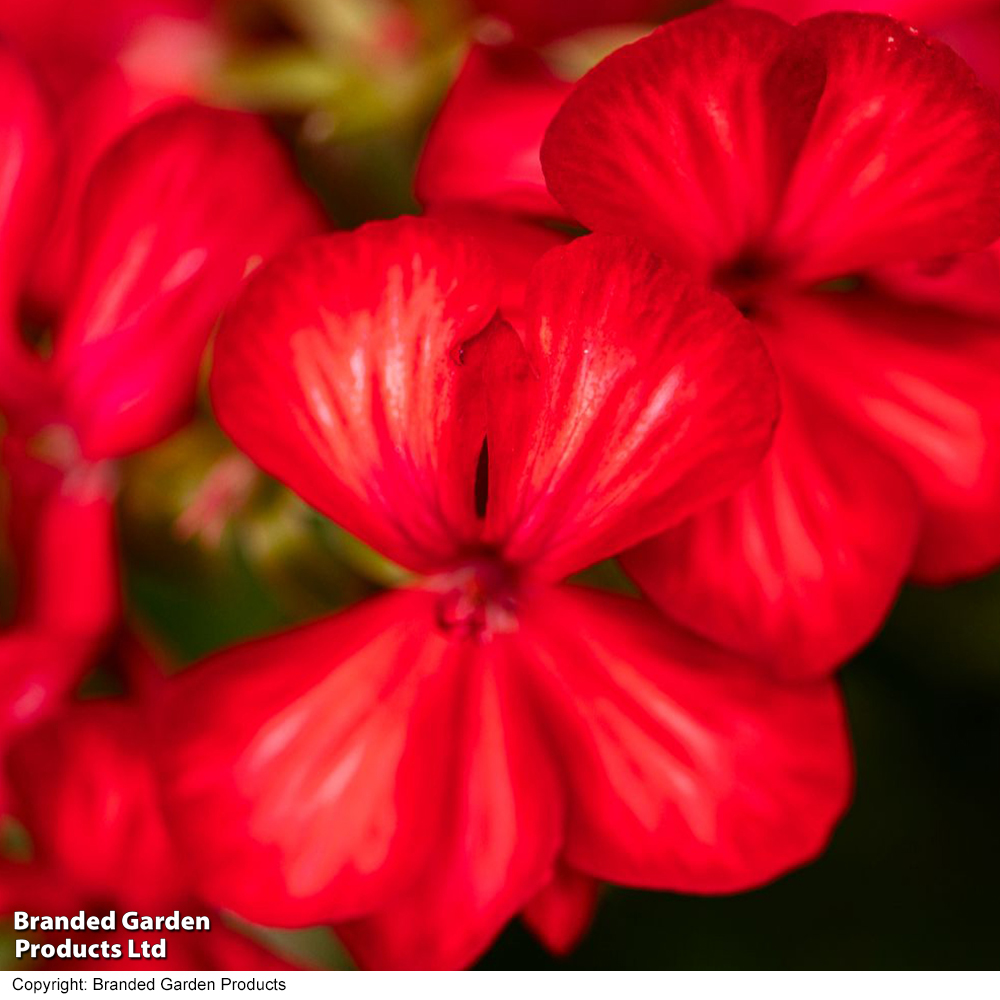 Geranium 'Glory Days Red Orange Bicolour' | Dobies