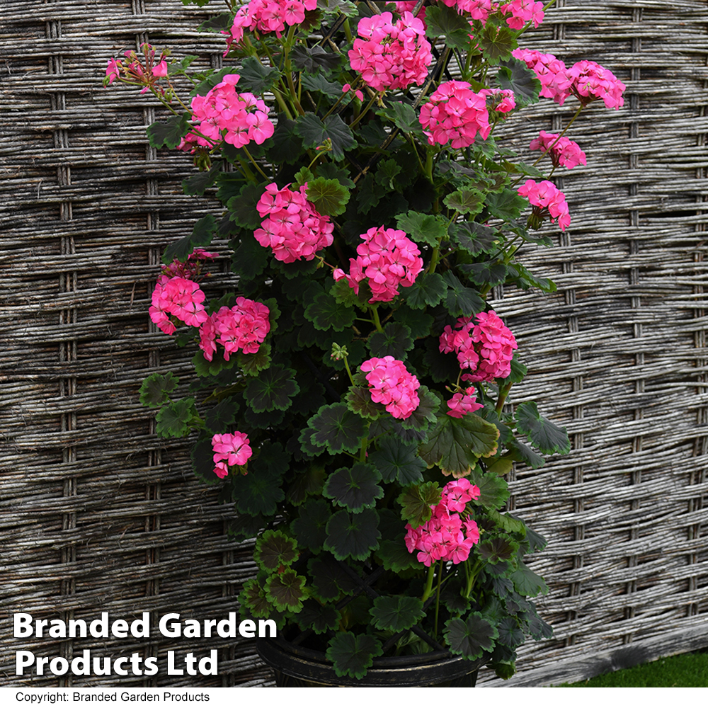 Geranium 'Tall Dark & Handsome Hot Pink' | Dobies