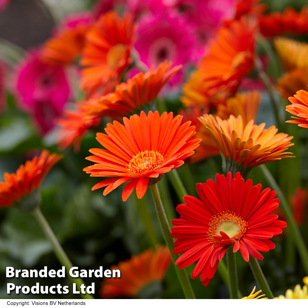 Gerbera garvinea 'Sweet Collection' | Dobies