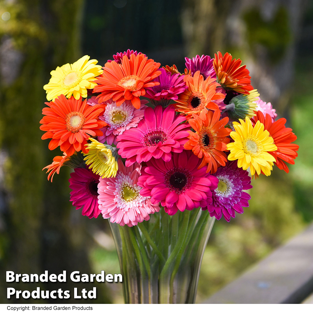 Gerbera garvinea 'Sweet Collection' | Dobies