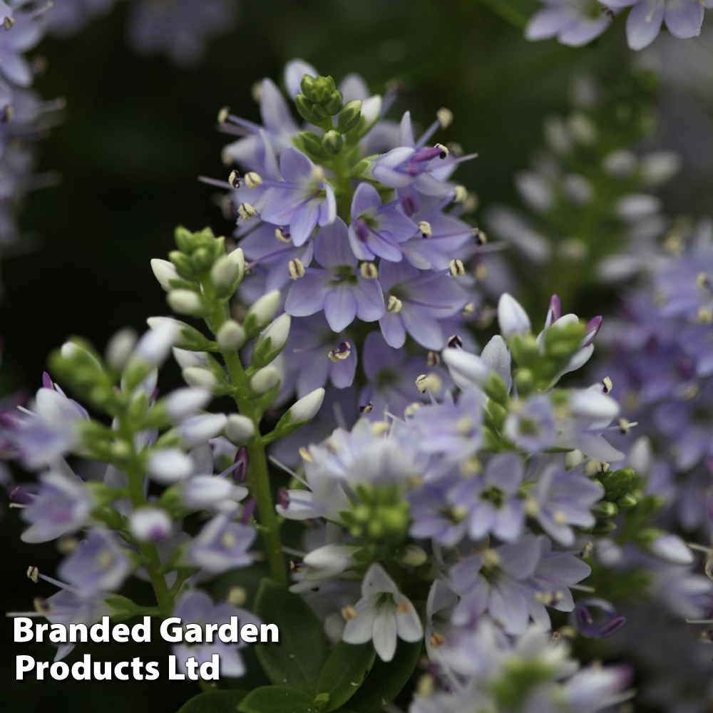 Hebe 'Summer Blue' | Dobies