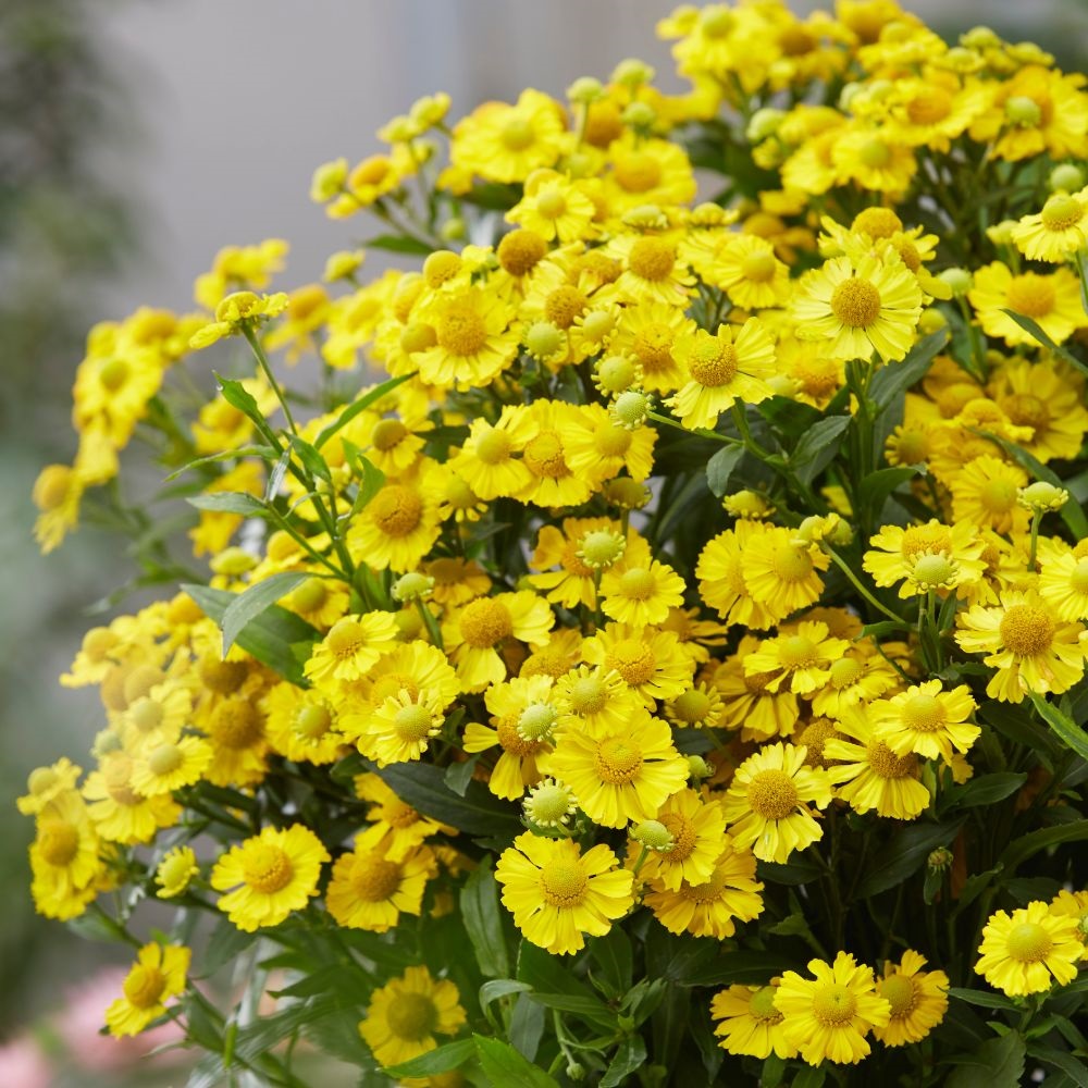 Helenium 'Lemon Sundae' | Dobies