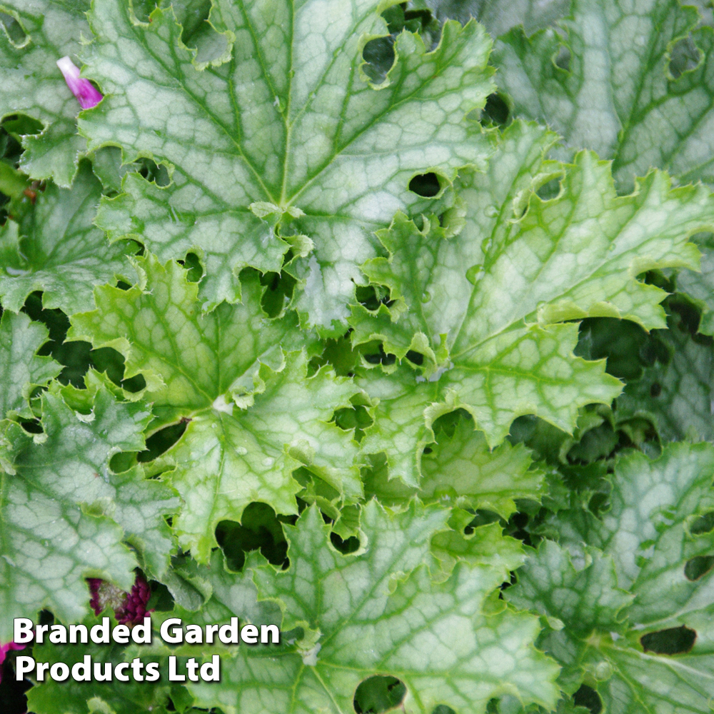 Heuchera 'Lime Swizzle' | Dobies