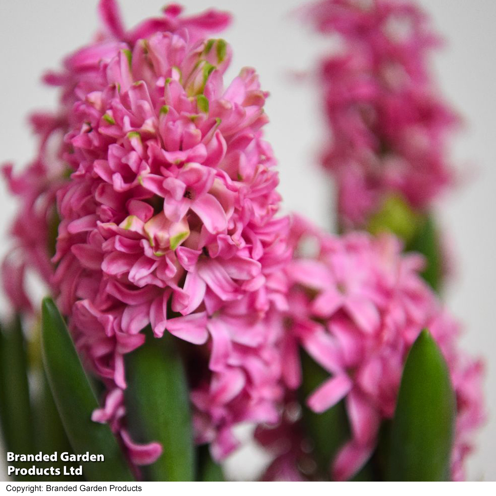 Hyacinth 'Pink Pearl' - Gift | Dobies