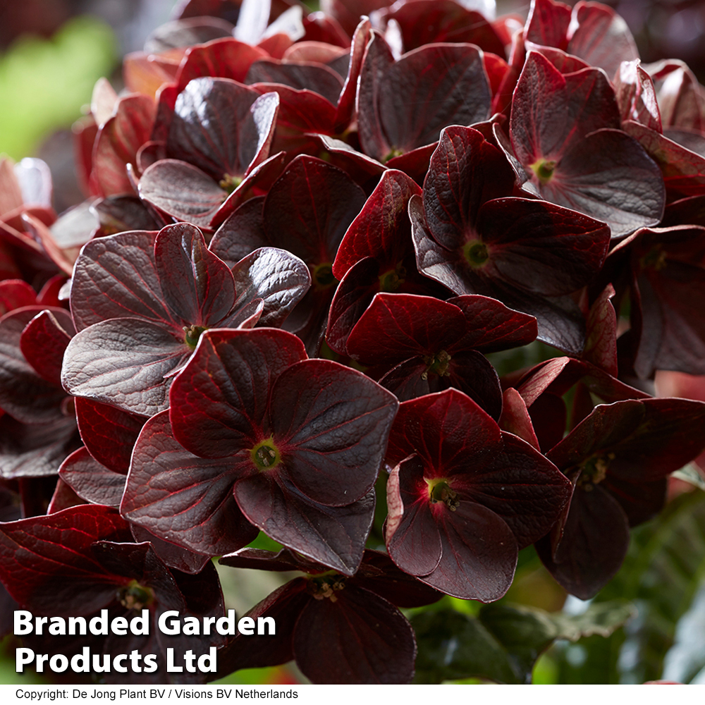 Hydrangea 'Burning Hot' | Dobies