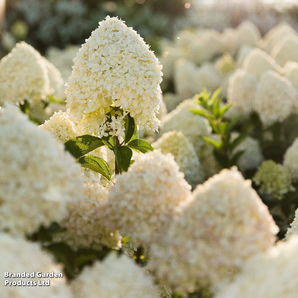 Hydrangea 'Living Cotton Cream' | Dobies