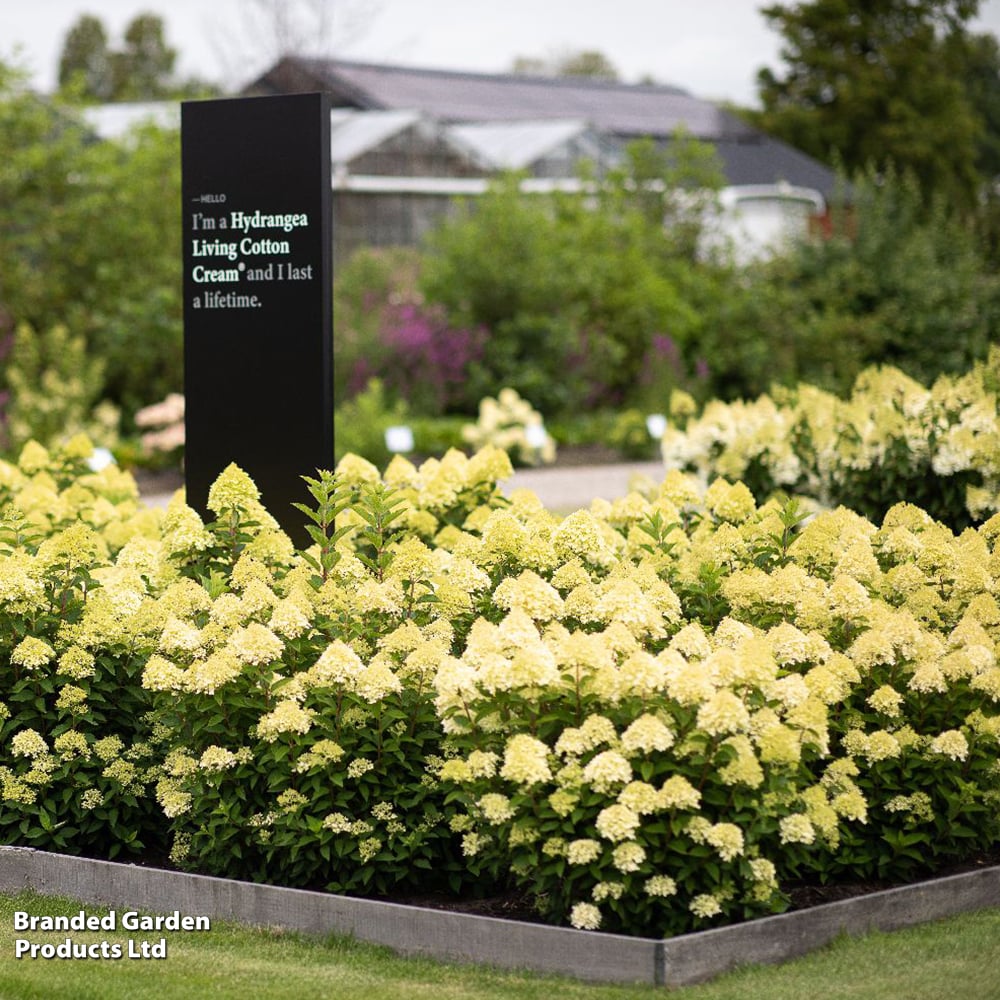Hydrangea 'Living Cotton Cream' | Dobies