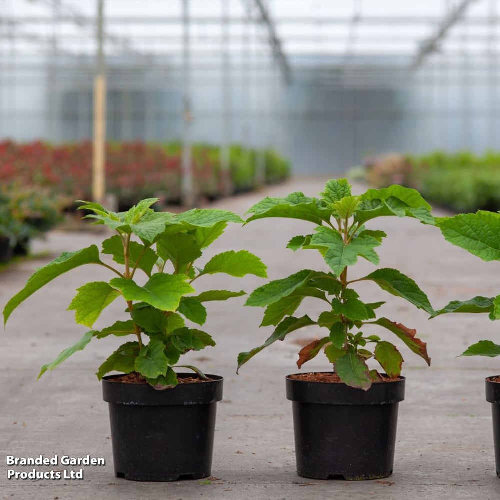 Hydrangea quercifolia 'Gatsby Moon® Proven Winners®' | Dobies