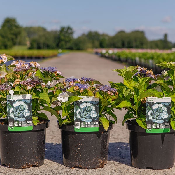 Hydrangea macrophylla 'Koria' | Dobies