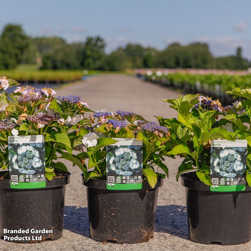 Hydrangea macrophylla 'Koria' | Dobies