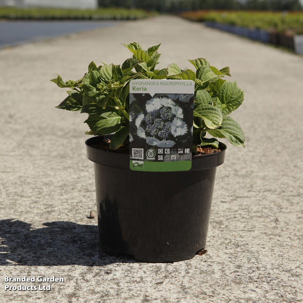 Hydrangea macrophylla 'Koria' | Dobies
