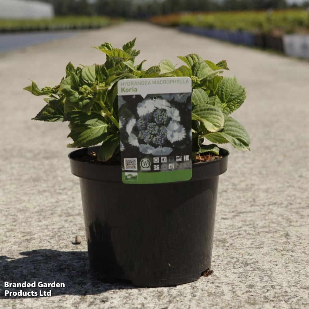 Hydrangea macrophylla 'Koria' | Dobies