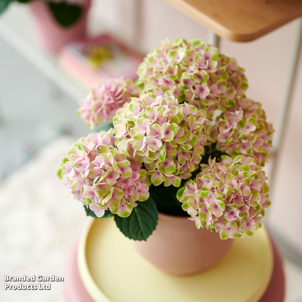 Hydrangea macrophylla 'Magical Revolution' (Indoor) | Dobies