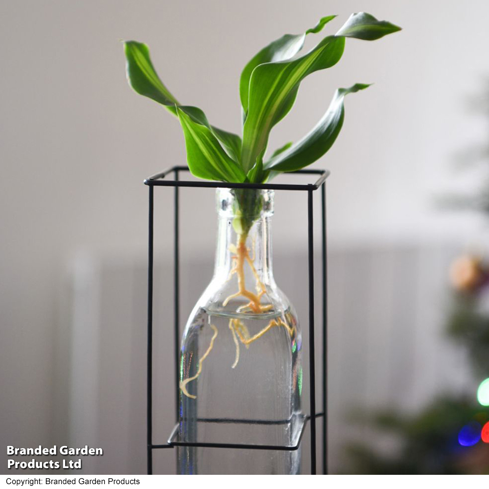 Rooted Hydroponic in Glass with Stand and Light - Gift | Dobies