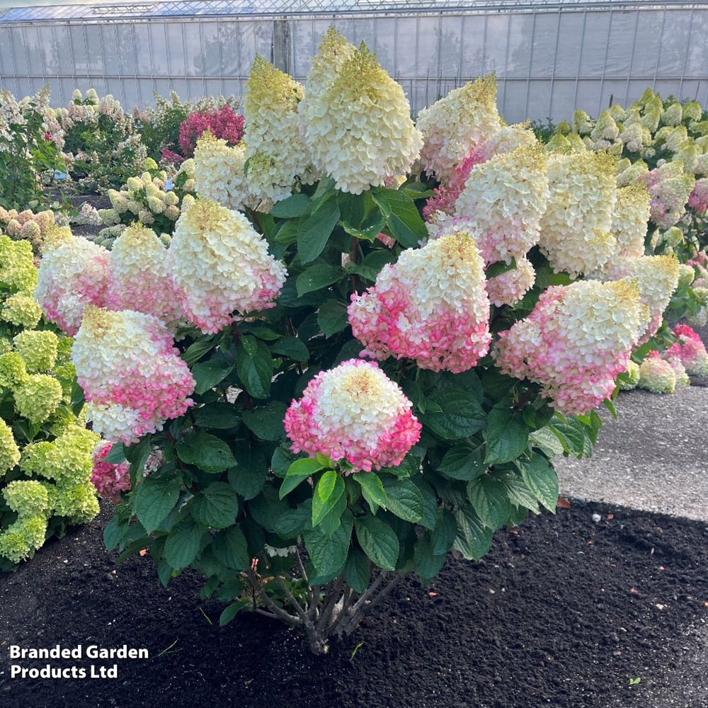 Hydrangea 'Living Red Velvet' | Dobies