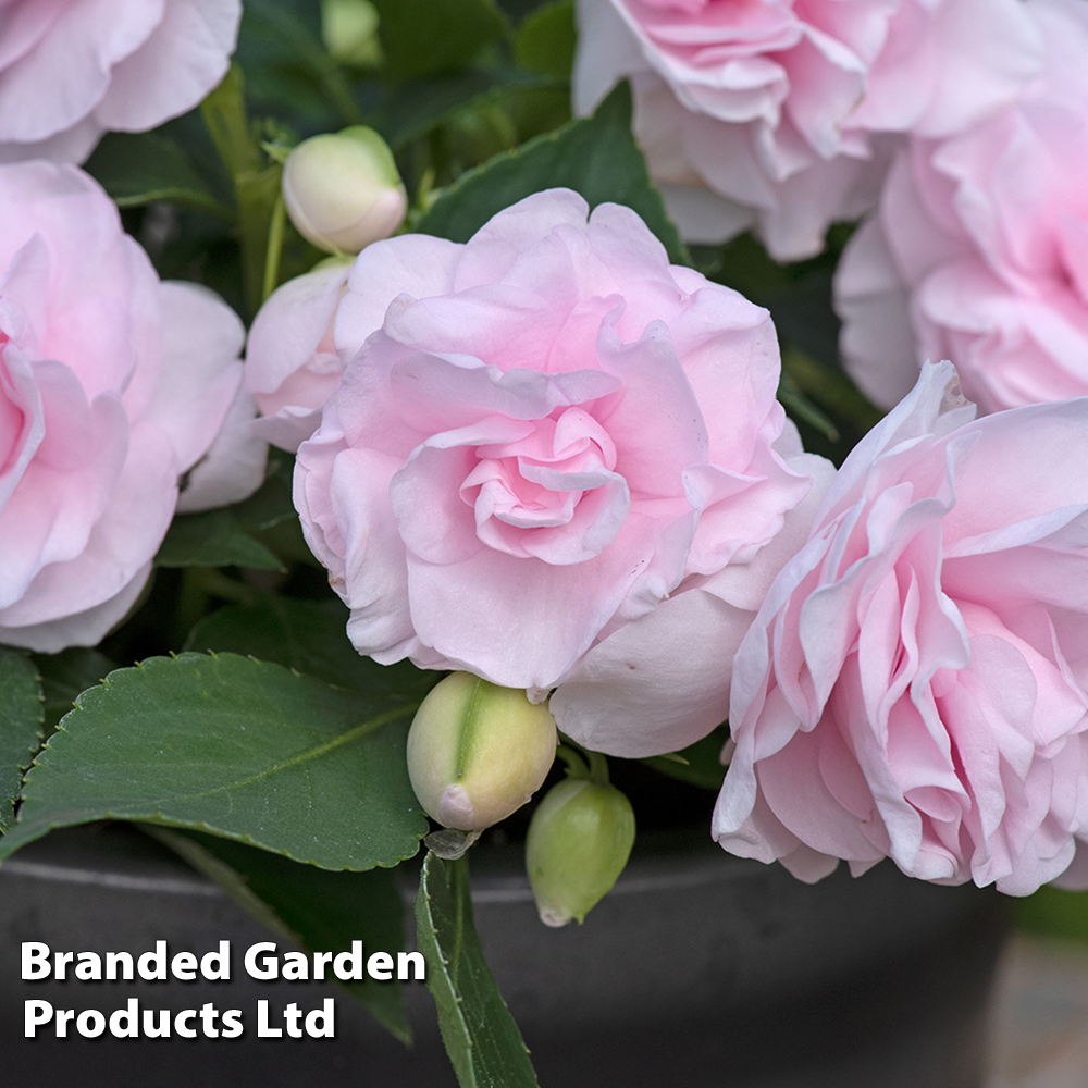 Busy Lizzie 'Glimmer Appleblossom' | Dobies
