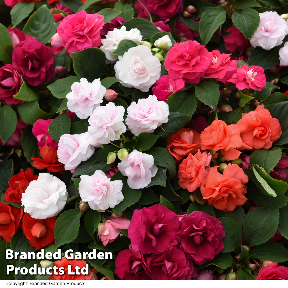 Busy Lizzie 'Glimmer' Collection | Dobies