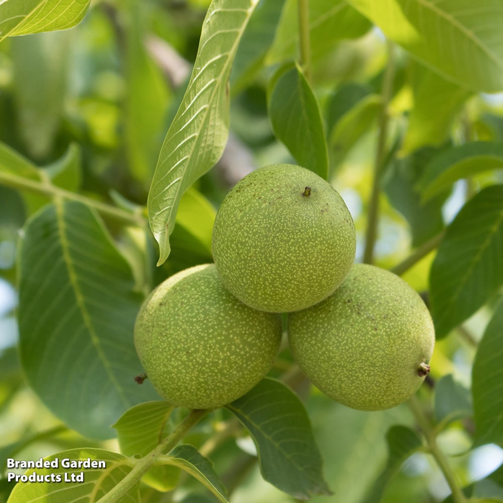 Walnut (Mature Tree) | Dobies