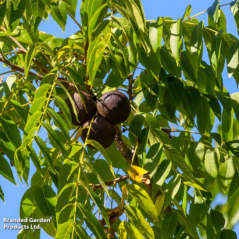 Walnut (Mature Tree) | Dobies