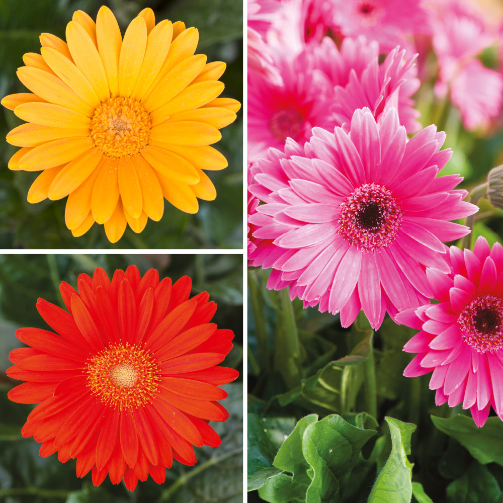 Gerbera Hardy Sweet Collection | Dobies