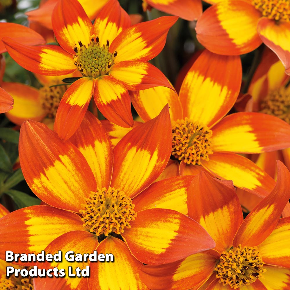 Bidens Collection Mix | Dobies