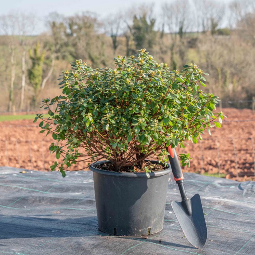 Rhododendron 'Rustica Hybrid Red' (Azalea Group) | Dobies