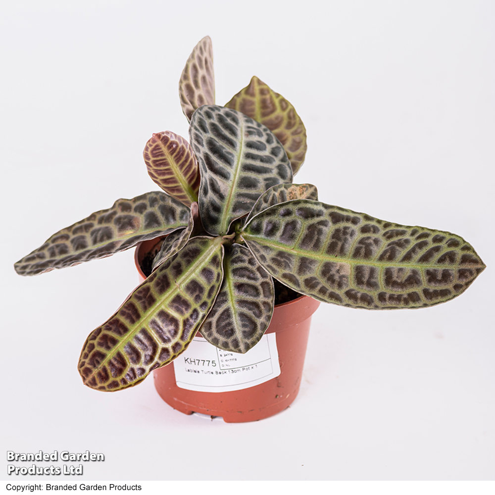 Labisia 'Turtle Back' | Dobies