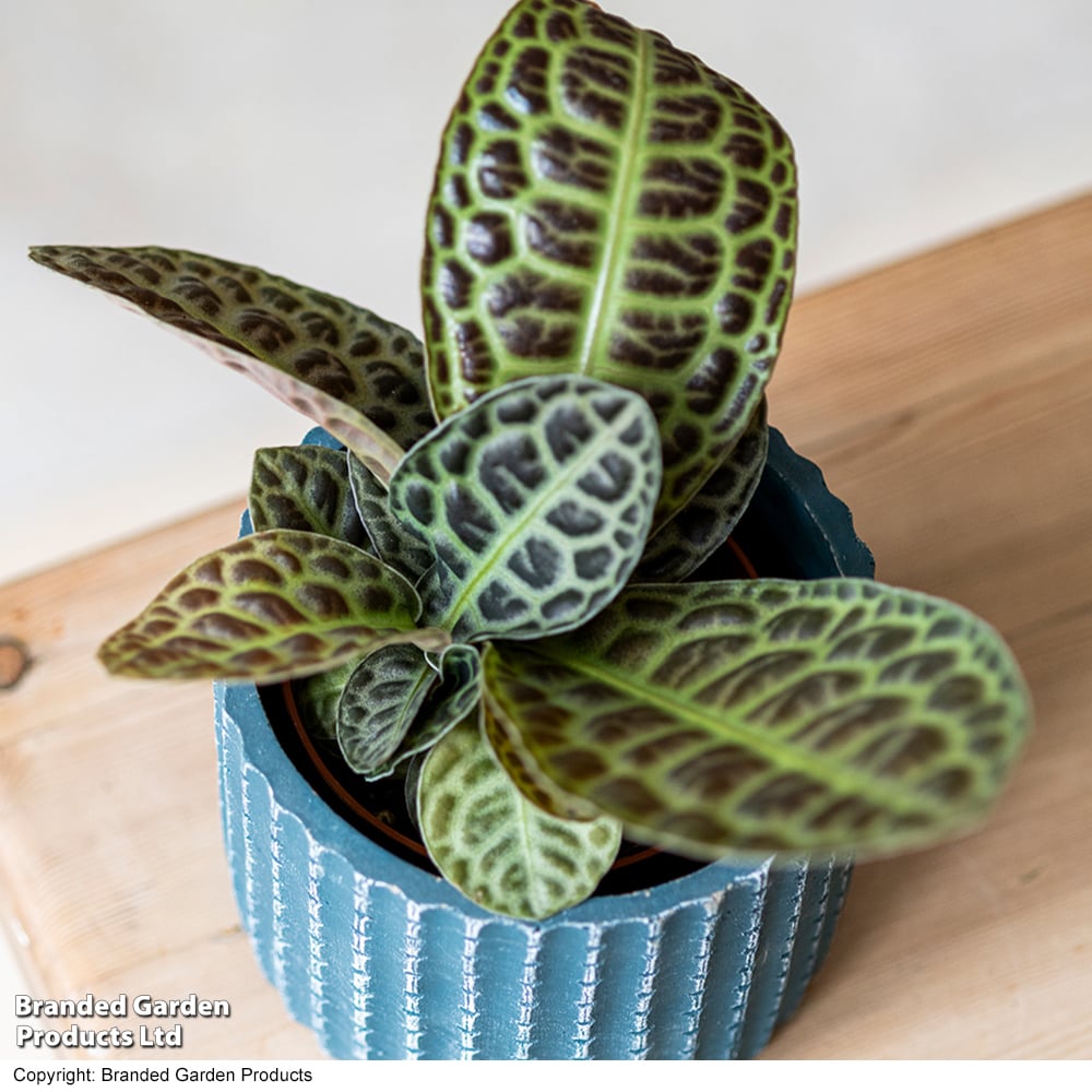 Labisia 'Turtle Back' | Dobies